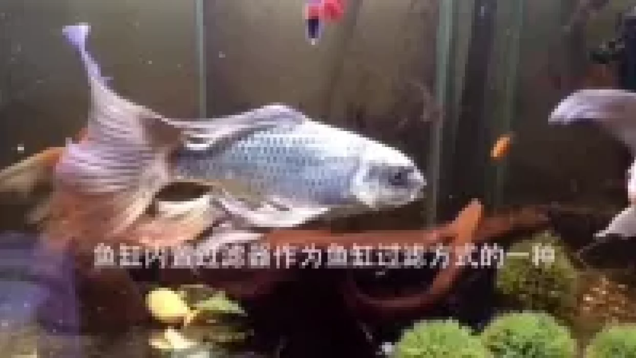 鱼缸内置过滤器,优缺点解析