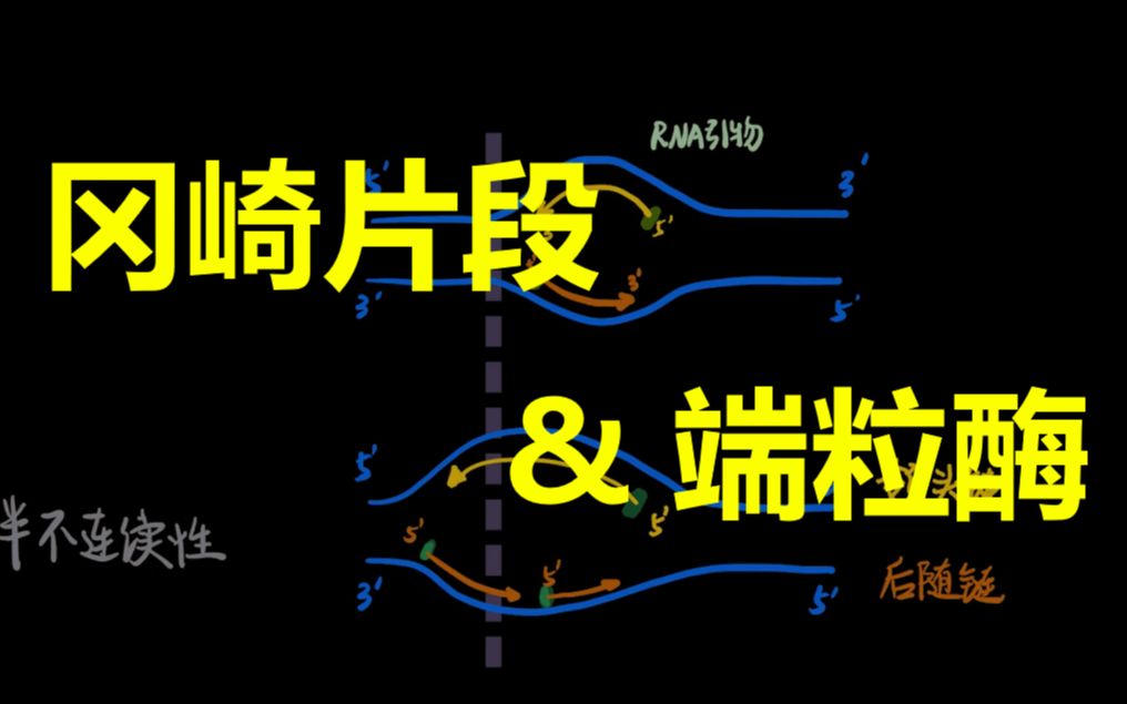 【生物化学】冈崎片段&端粒酶：什么是半不连续复制？为什么复制需要引物？端粒酶又是怎么运作的？