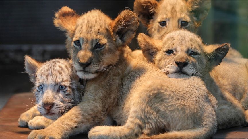 冬天到了,小动物们怎样过冬的呢?