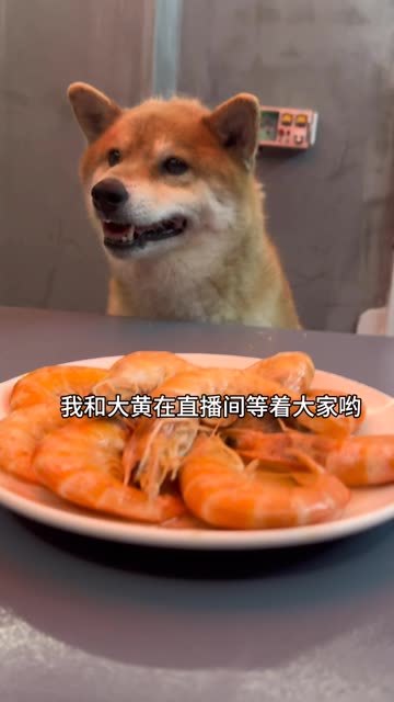 直播倒计时,还有20分钟,快来直播间撸狗子领福利吧