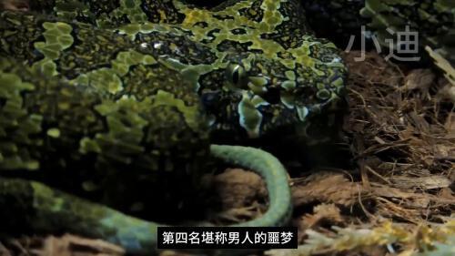 国内毒蛇排名前十