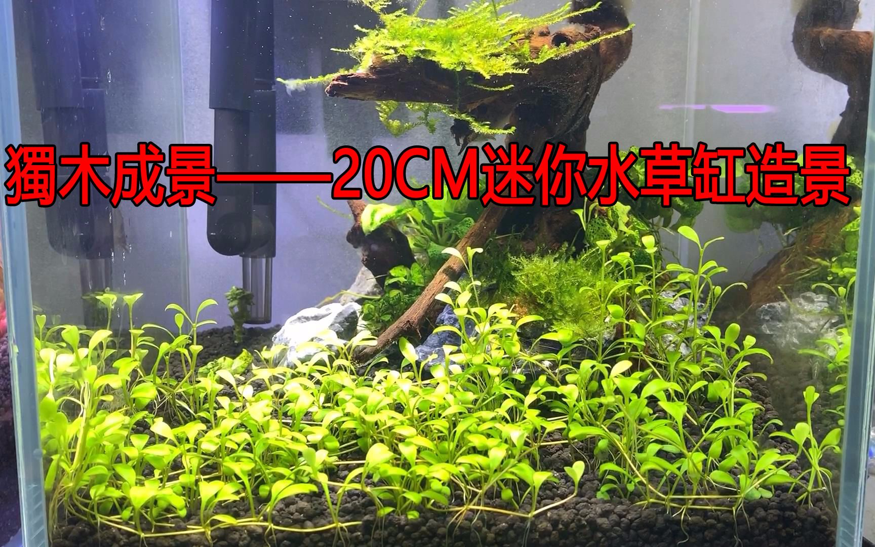独木成景—20CM迷你水草缸造景