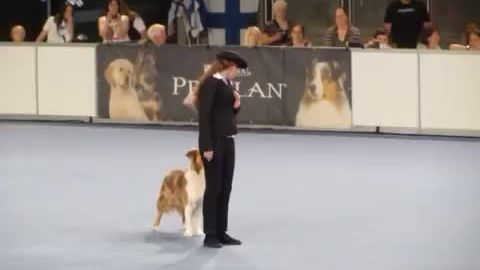 狗狗自由式国际比赛,一只会跳舞的狗狗!