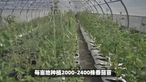 大棚蔬菜种植技术,大棚栽培有什么优点