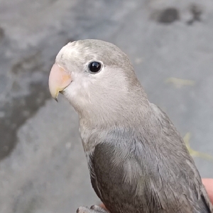 一只小皮皮呀丶 