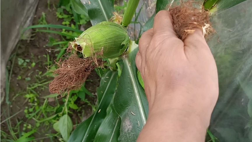 农村玉米吃了玉米须别扔掉,它还有其他作用,你知道吗?