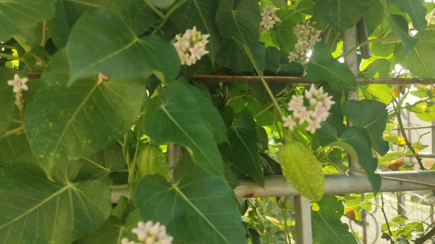 哪位朋友认识?这是什么东东,自家后园野生,开花结果,人参果?