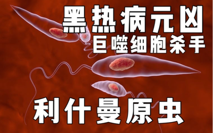 吸血小飞虫导致皮肤溃烂,破坏免疫系统,以巨噬细胞为食,利什曼虫到底...