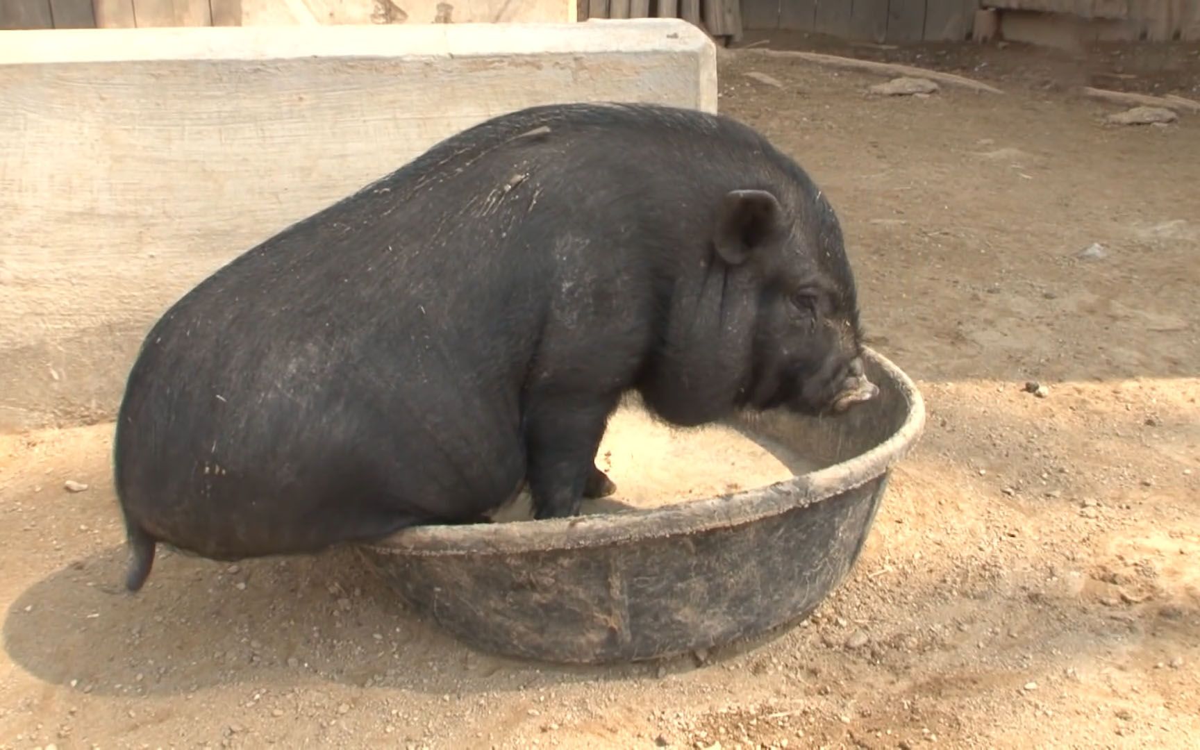 小奶猪被饲养员养大,以为自己不是猪!