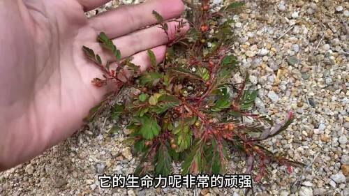 叶下珠又叫“龙珠草”,用来煮水作用非常大,很多人还不知道