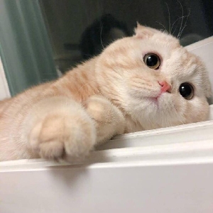 Sec_AG 