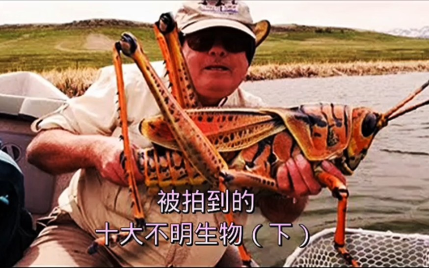 被拍到的十大不明生物下集