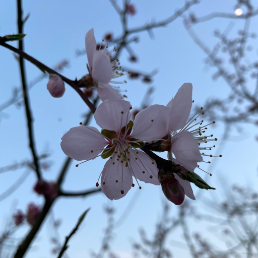 吃馒头的竹子 