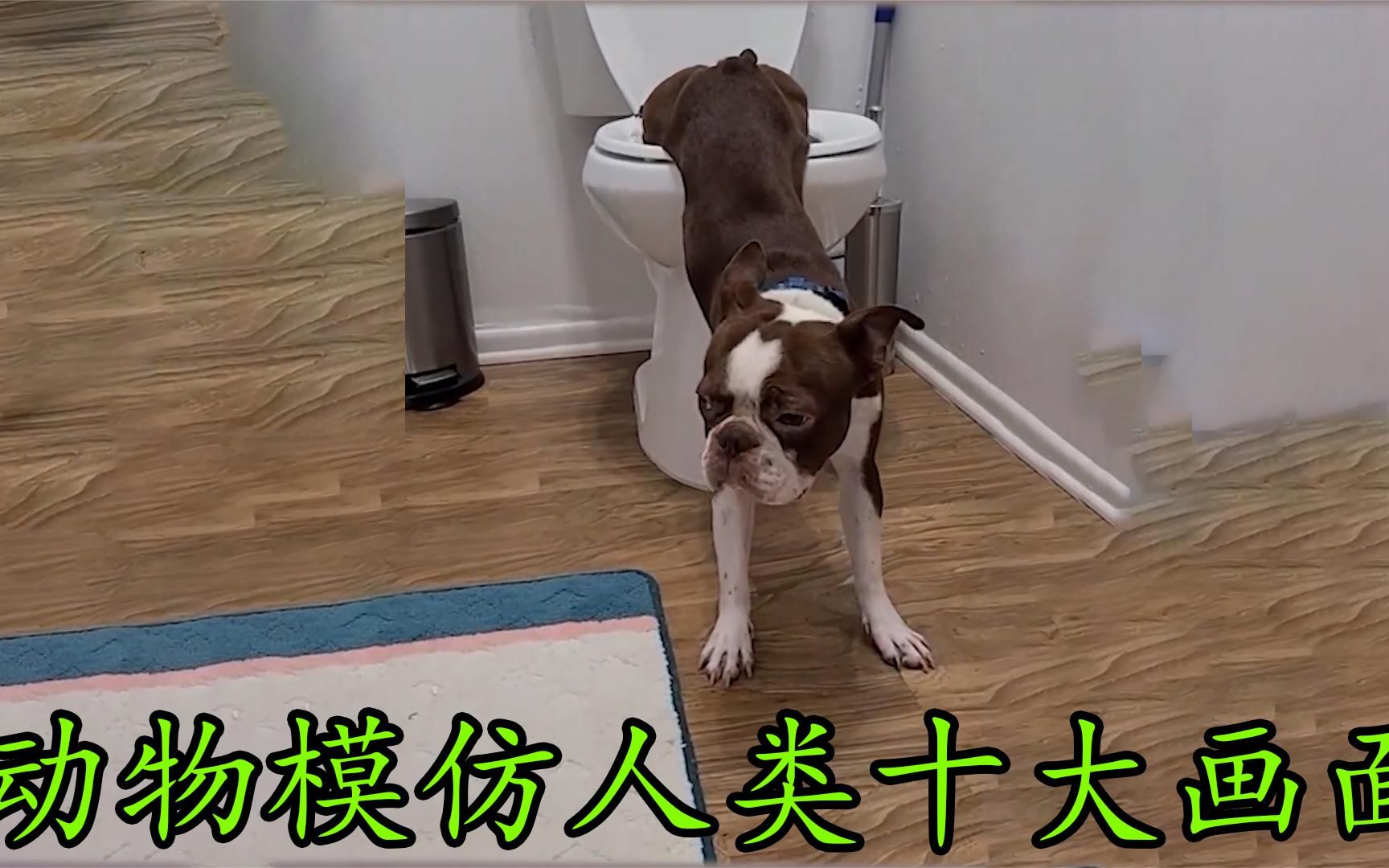 动物模仿人类的10大爆笑瞬间集锦,第一名的狗狗做瑜珈比人类专业