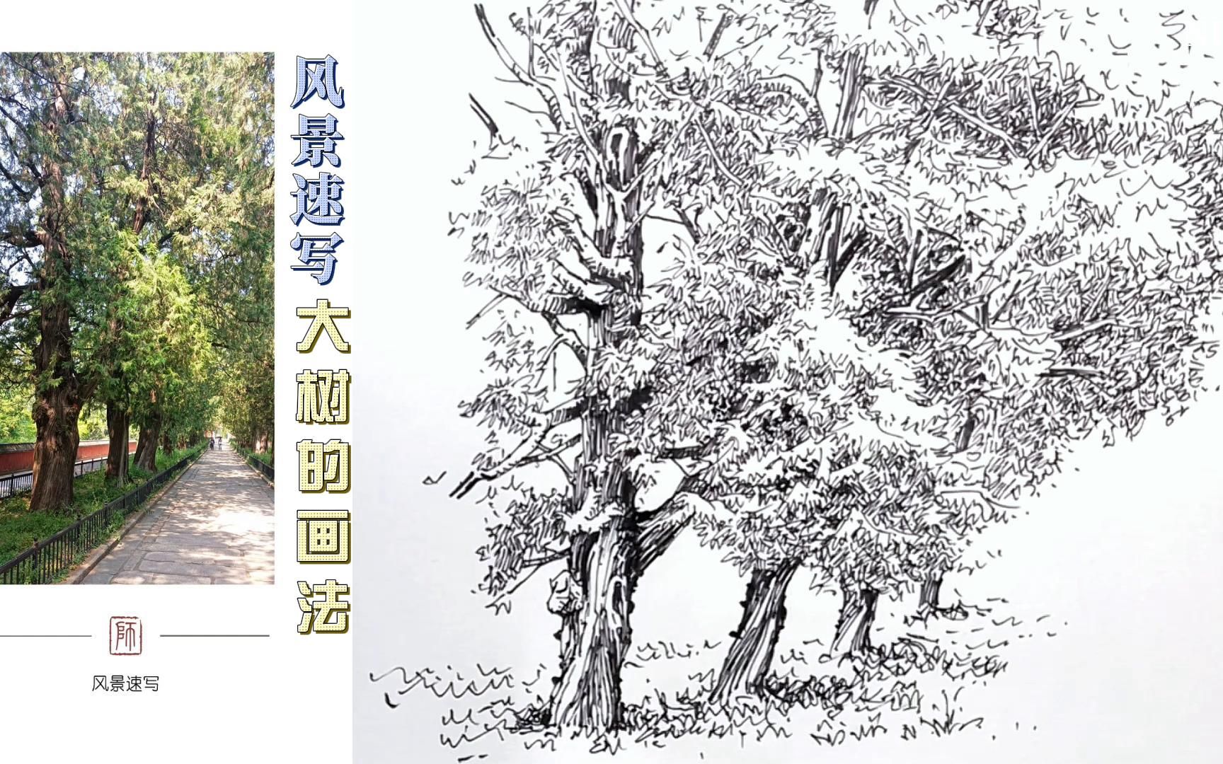 这个视频讲解通俗易懂,详细示范联排树的画法,教你如何区分层次。
