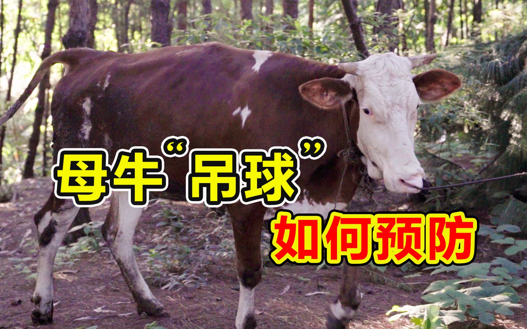 母牛“吊球”怎么办?教你不花一分冤枉钱,自己在家就能轻松搞定