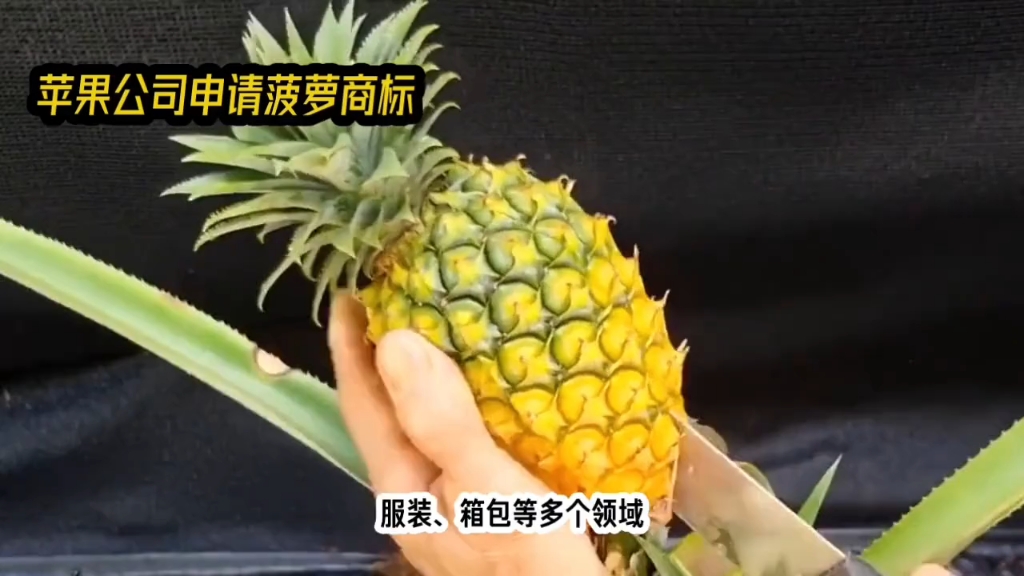 苹果公司申请菠萝商标