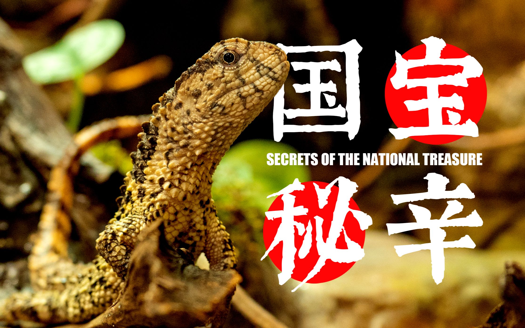 【国宝秘辛】瑶山鳄蜥的前世今生