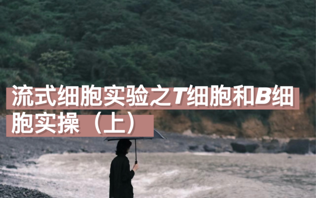 流式细胞实验之T细胞和B细胞实操(上)