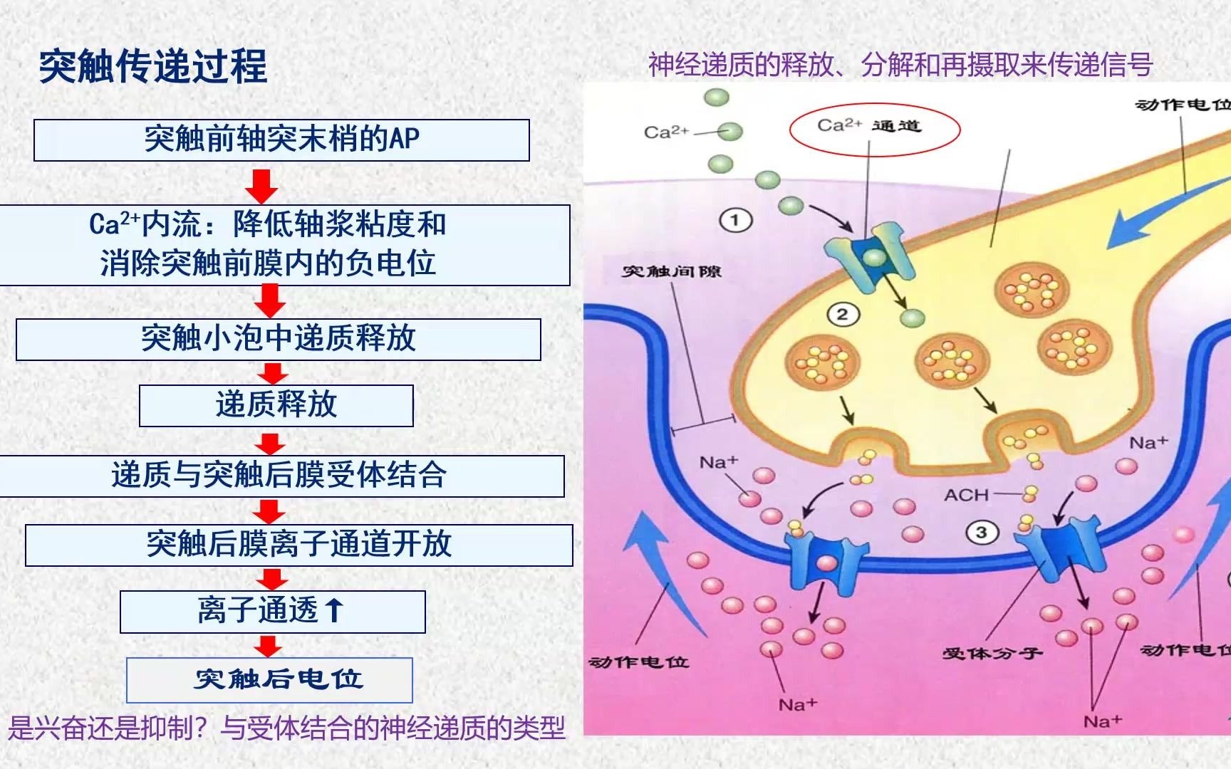 【人体科学课】科学引导生活