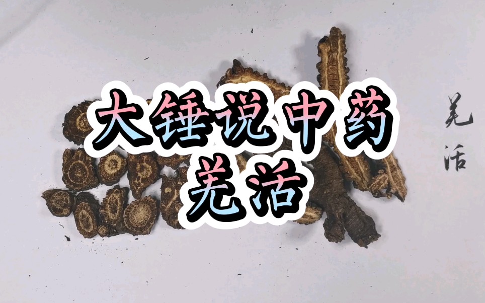 长得像蚕品质高,不信就瞅瞅我,大锤说中药—羌活