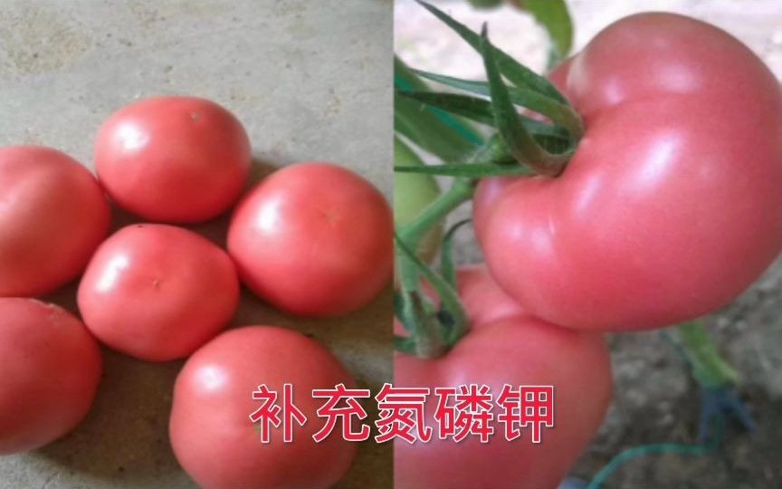 推荐一个施肥配方,轻松促进西红柿膨大转色,让果实高产又高质!