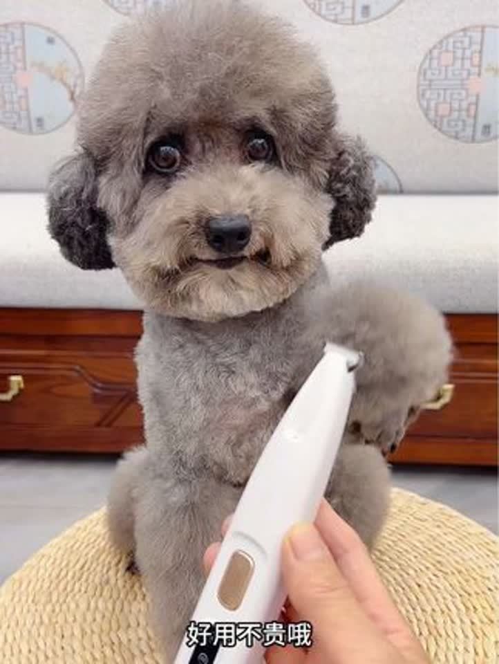 局部精修教程来啦!这个局部电推剪你给宝贝按排了吗?加宽小刀头顺畅...