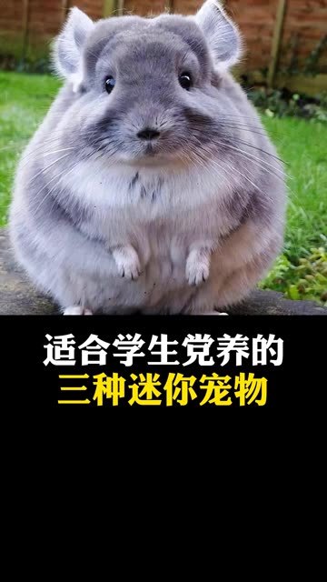 适合学生党养的宠物!