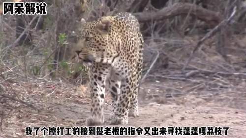 花豹受鬣狗指令追击疣猪,可怜的疣猪又遭殃了动物 动物世界 疣猪 花豹