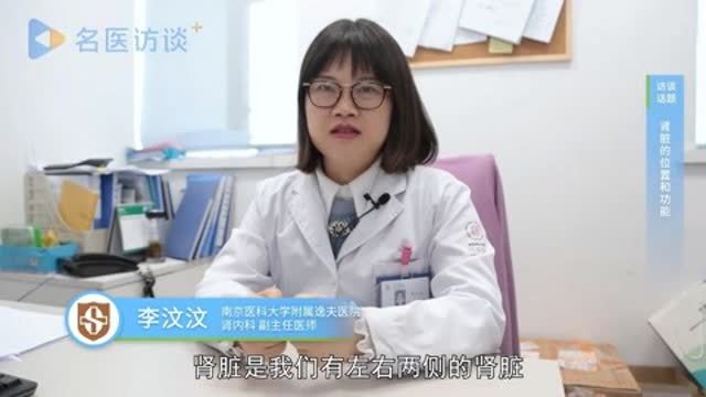 肾脏的位置和功能