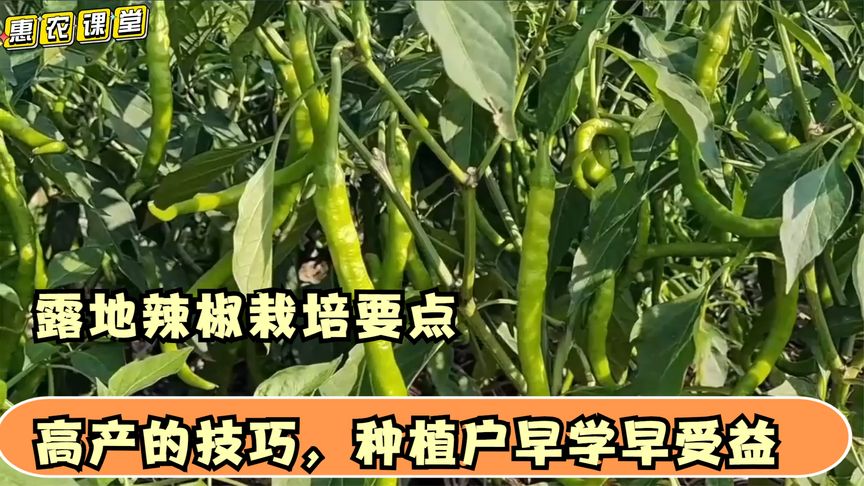 露地辣椒栽培要点,高产的技巧,种植户早学早受益