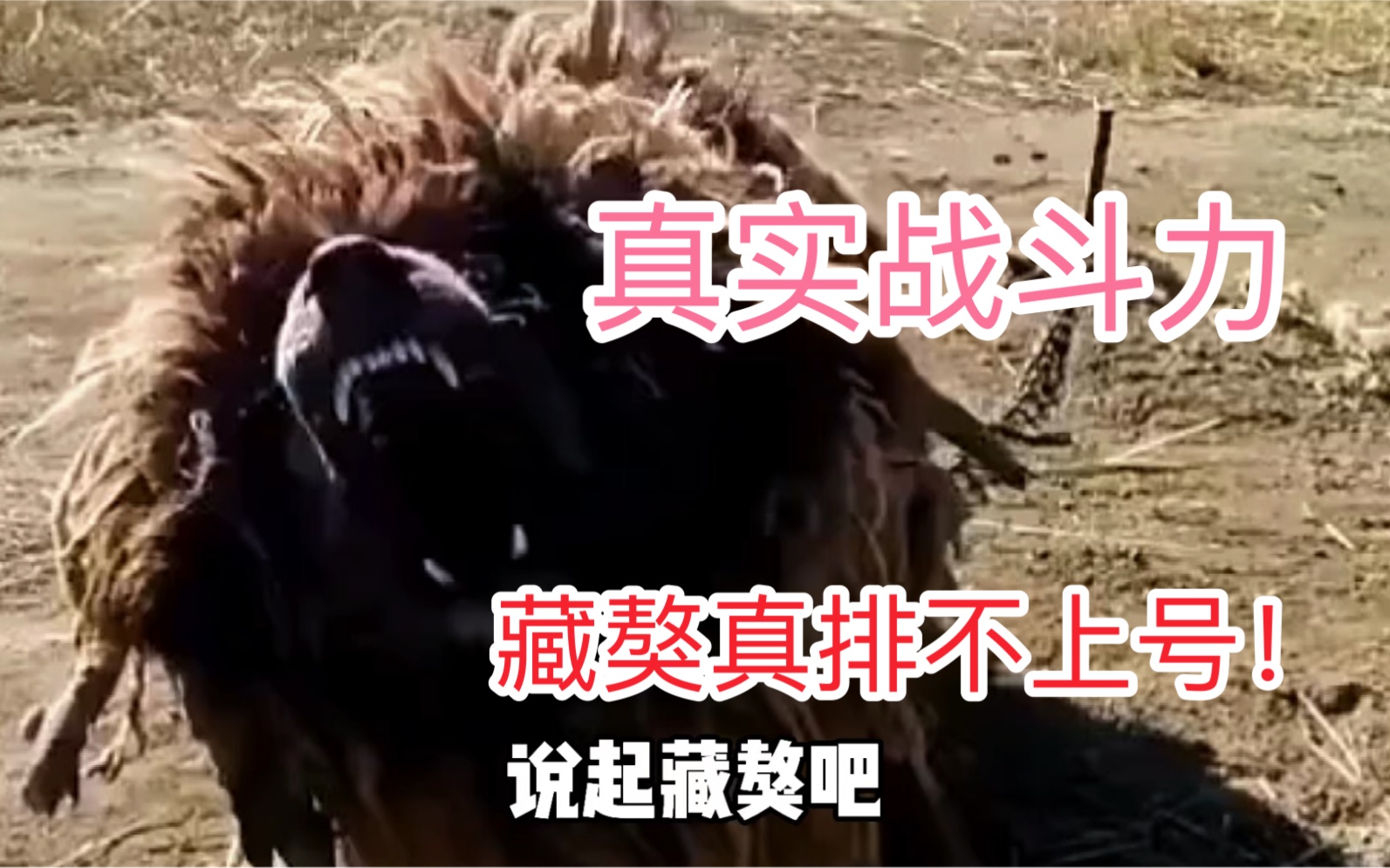 被骗多少年了!犬界真实打斗水平排名!看完别再吹藏獒了!