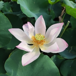 三水青瑶 