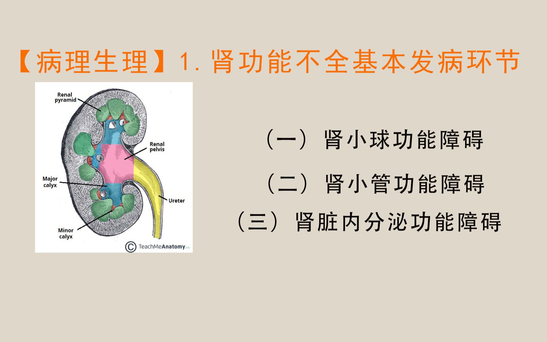 【病理生理】1.肾功能不全的基本发病环节_肾性高血压、肾性缺血、...