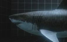 巨齿鲨vs邓氏鱼