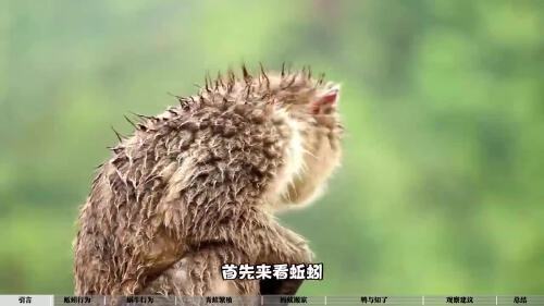 下雨天这些动物竟然集体出没!最后一个你绝对想不到