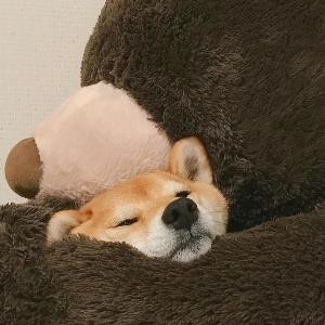 教父的冬天 