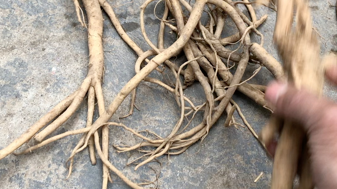 挖回来的好货,野生的土党参