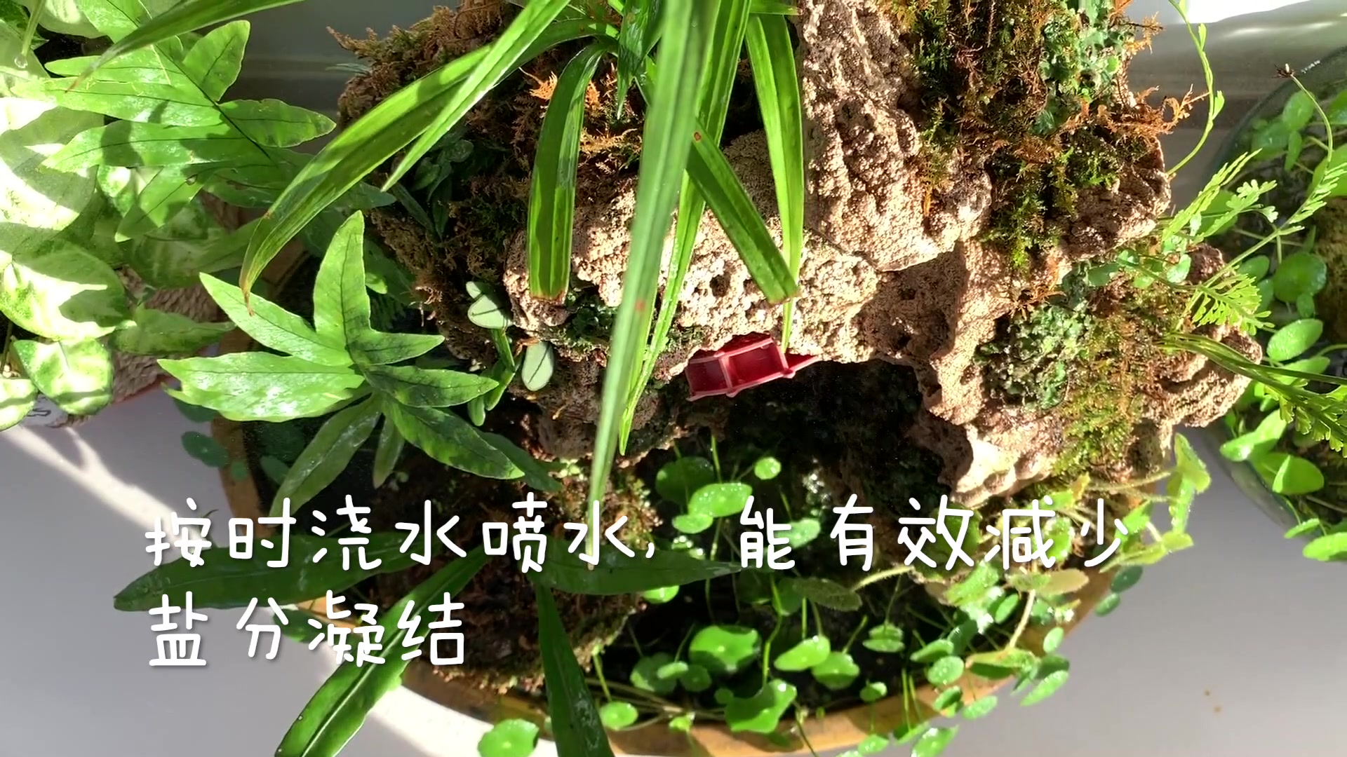 【松爷私制】微型生态系统30天的养护方式,生态瓶60天展示