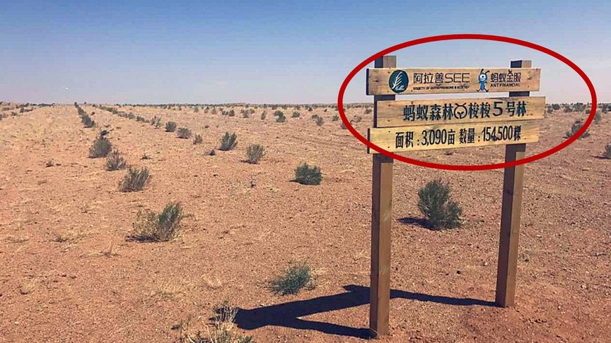 蚂蚁森林集能量种的树,真的能让沙漠变绿洲吗?看完恍然大悟