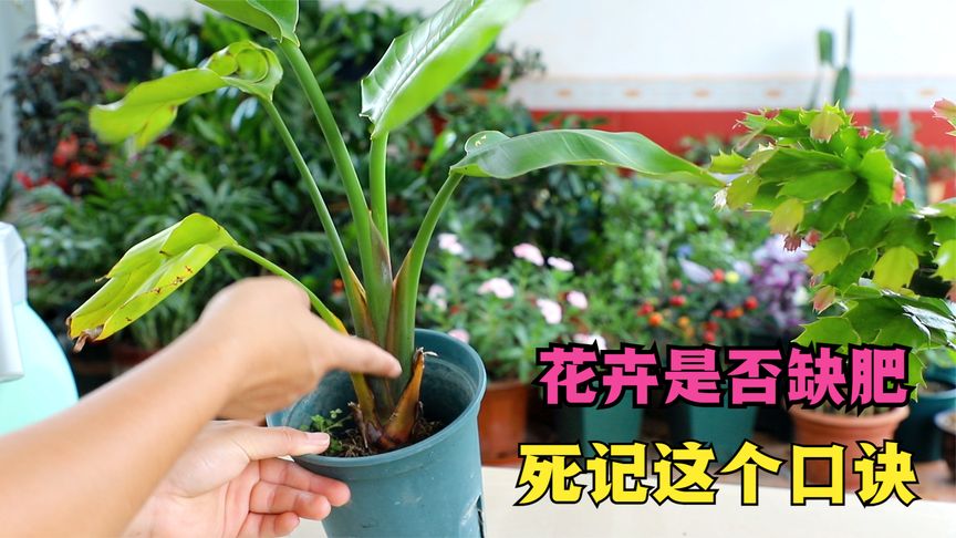 花卉缺少肥料的3种“症状”,氮黄、磷瘦钾枯边,记住这个口诀