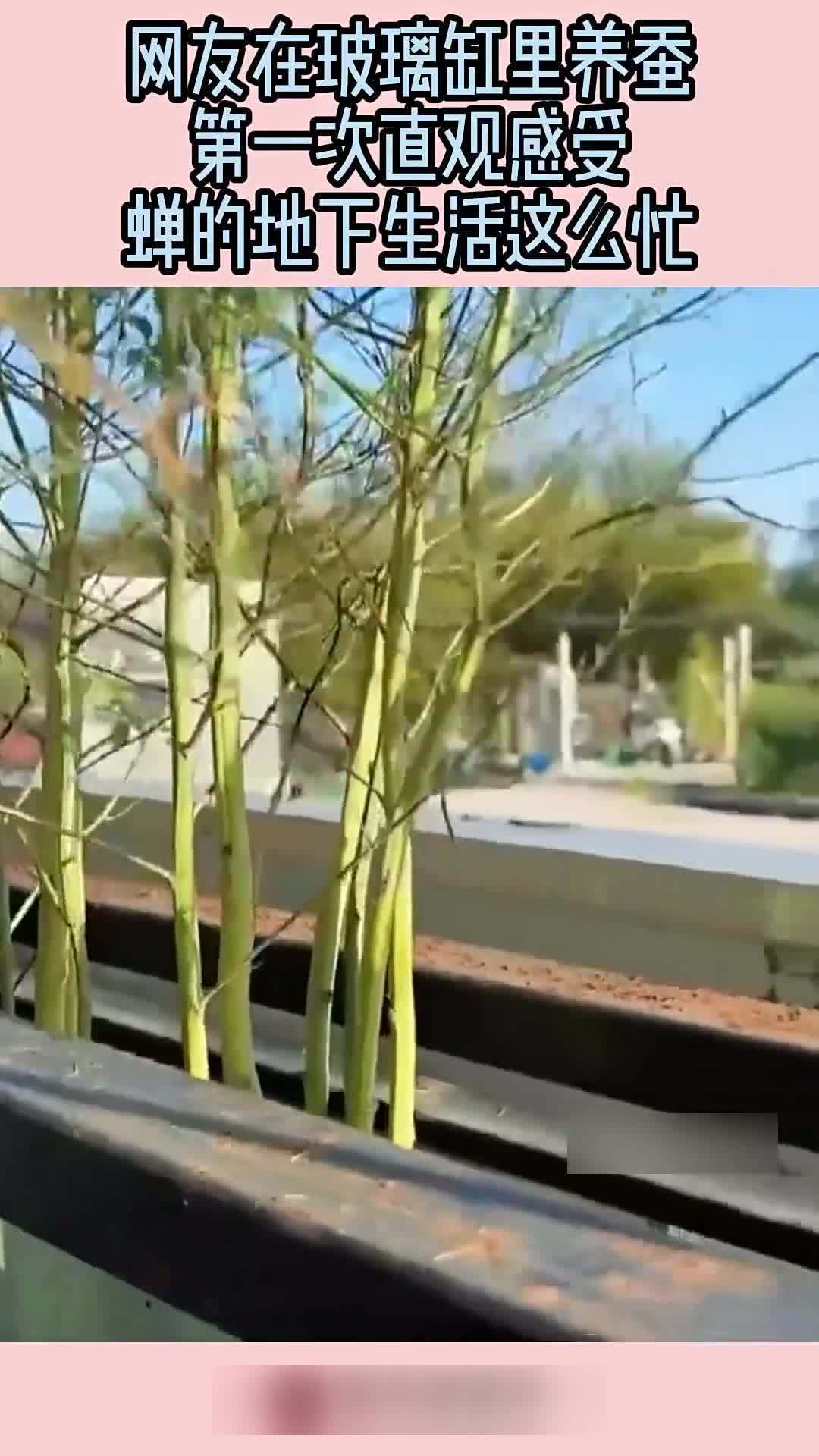 网友玻璃缸养蚕,直观感受蝉地下生活竟如此忙碌!