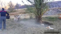 3只大型牧羊犬打架,怒吼声就好像狮子一样!主人上前阻止打斗