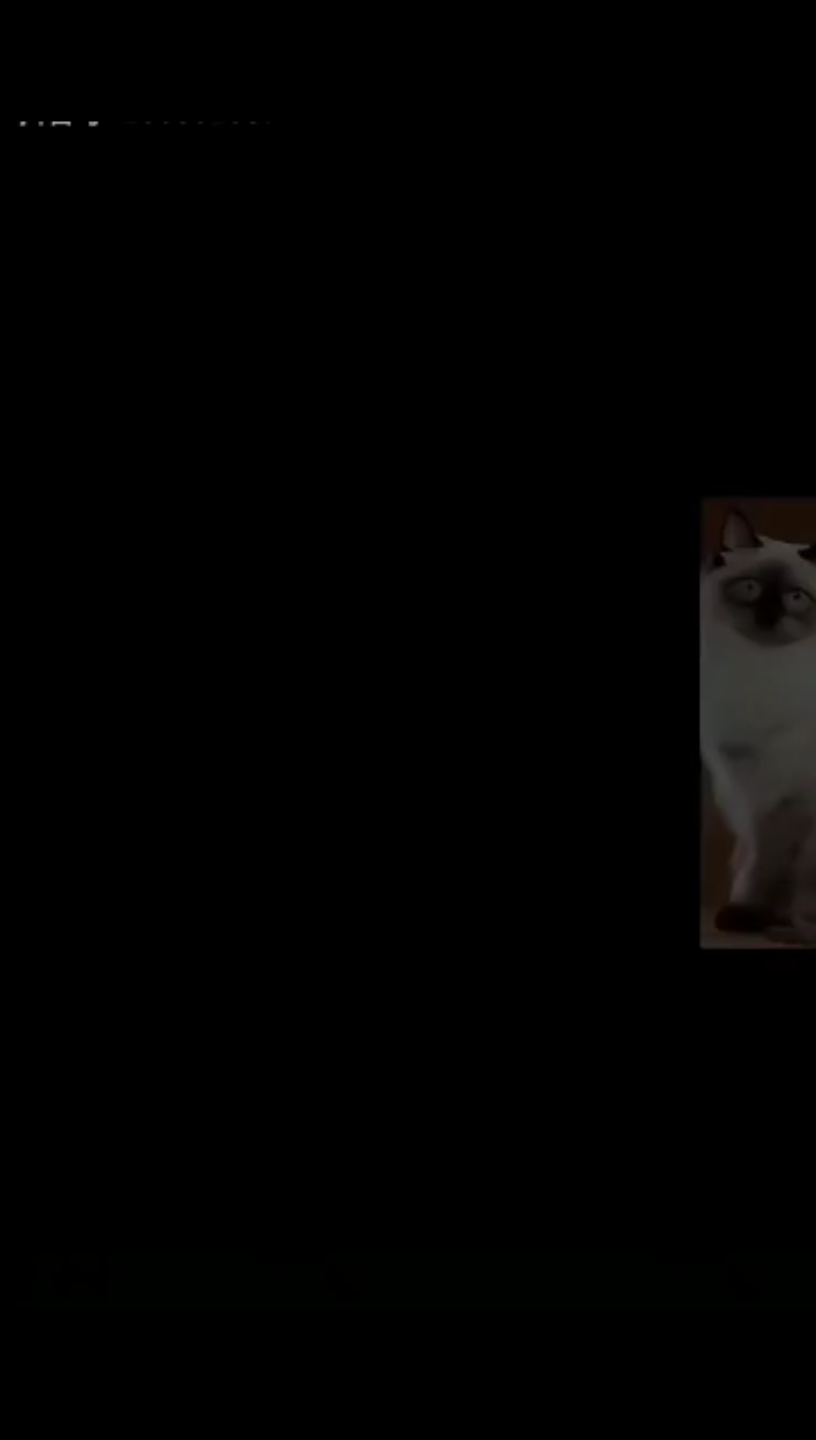 布偶猫品种分类,你知道多少?