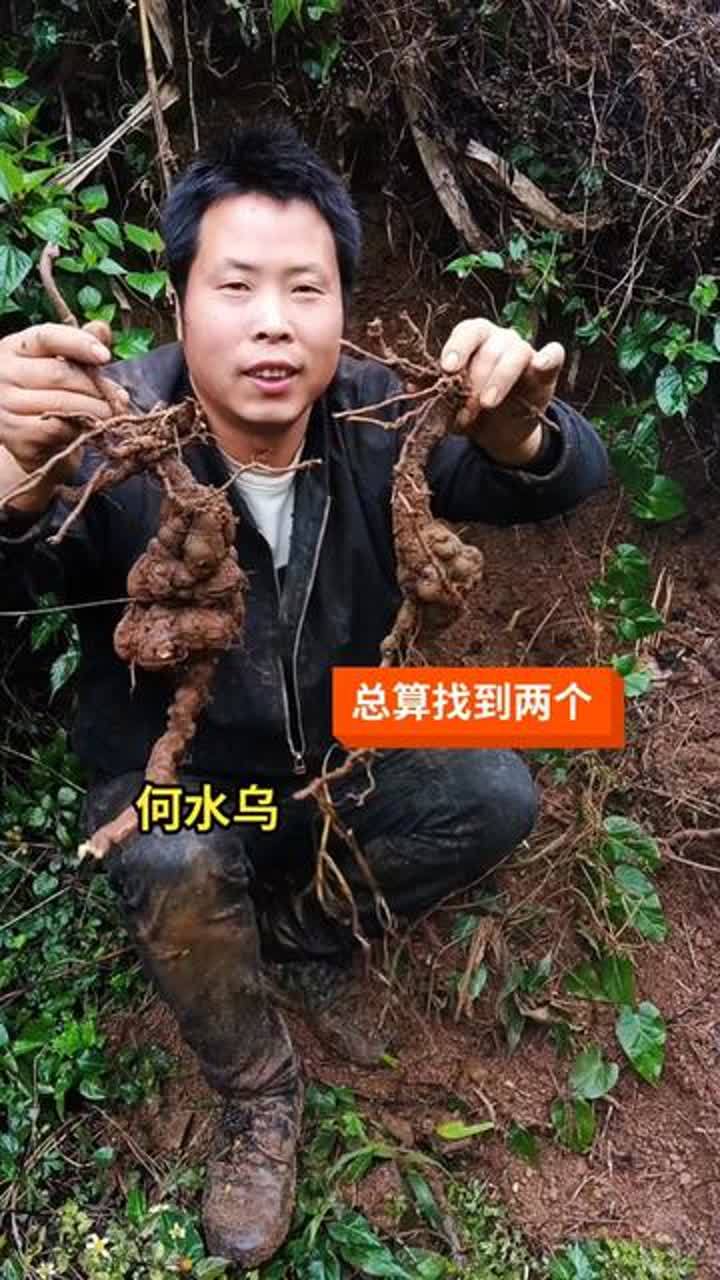 总算找到了两个何首乌记录真实生活三农中药材