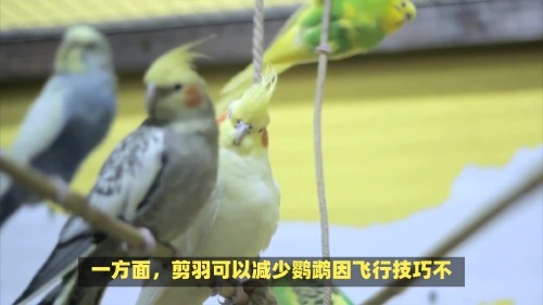 鹦鹉剪羽与飞行绳索使用的安全指南