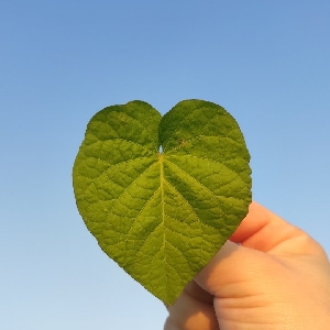 简单點i 
