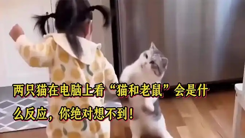 两只猫在电脑上看"猫和老鼠"会是什么反应,你绝对想不到!