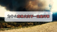 为什么森林火灾不一定是坏事?科学家:火灾能让森林充满更多水