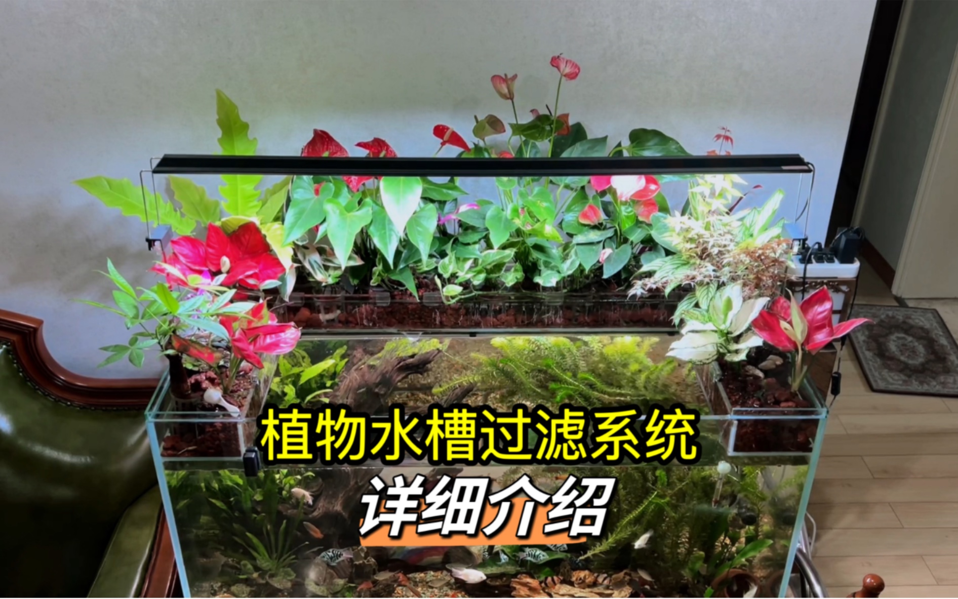 详细介绍自制的植物水槽过滤系统,提供一种鱼缸高密度生态的解决方案